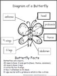 Free Butterfly Diagram Poster | Made By Teachers