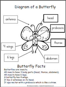 Free Butterfly Diagram Poster | Made By Teachers