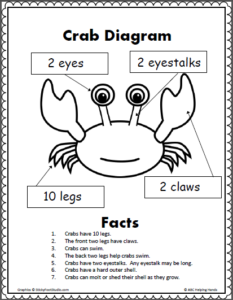 Crab Facts Poster - Made By Teachers
