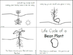 Free Mini Book - Bean Life Cycle - Made By Teachers