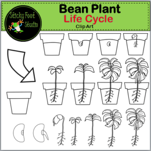 Bean Plant Life Cycle Clip Art | Made By Teachers