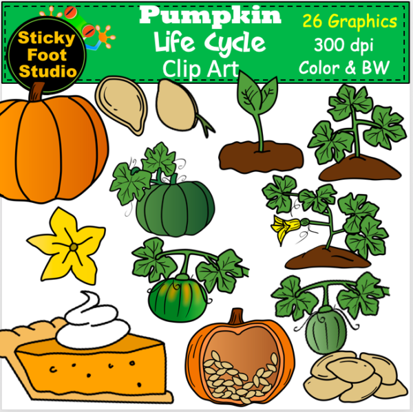 Pumpkin Life Cycle Clip Art - 26 Graphics - Made By Teachers