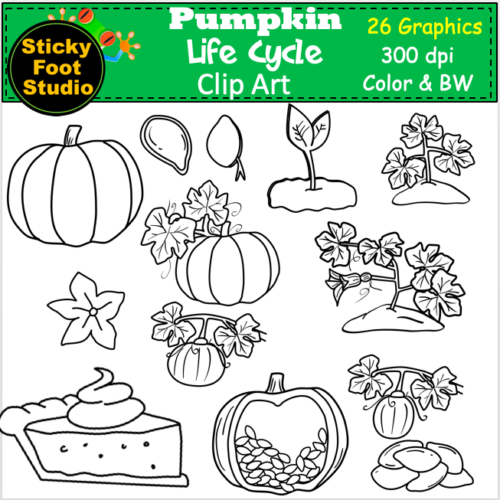 Pumpkin Life Cycle Clip Art - 26 Graphics | Made By Teachers