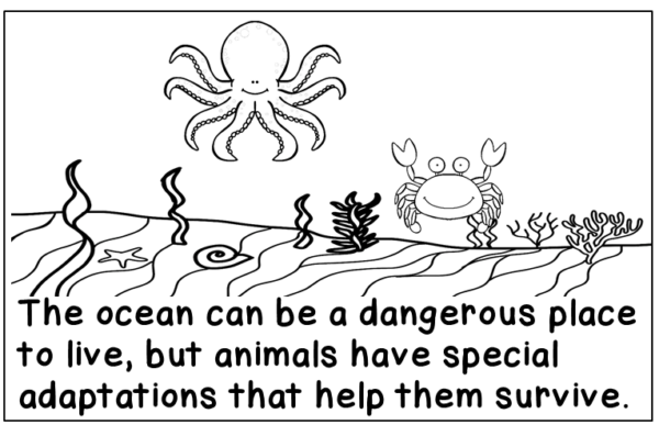 Ocean Animal Adaptations Book - Made By Teachers