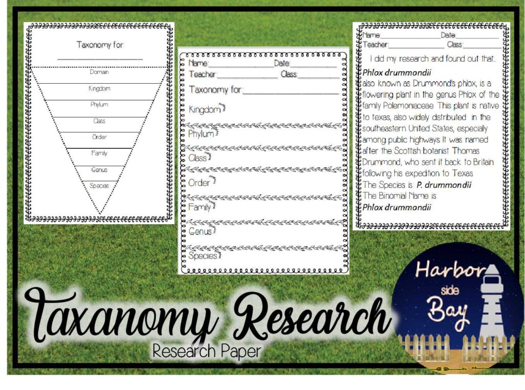Taxonomy Pyramid | Made By Teachers