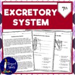 The Excretory System *Worksheets & Lap Book* | Made By Teachers