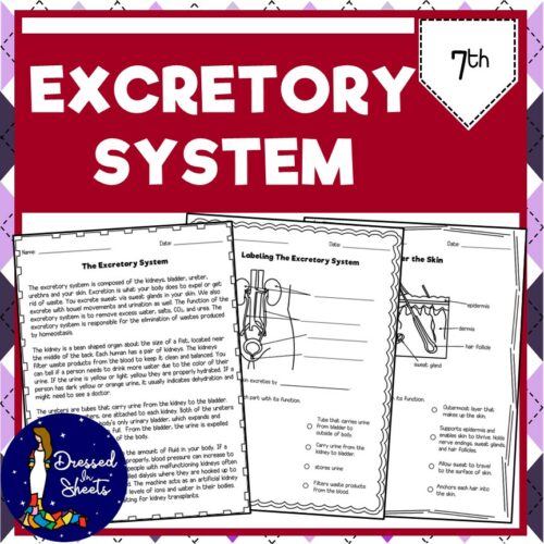 The Excretory System *Worksheets & Lap Book* | Made By Teachers