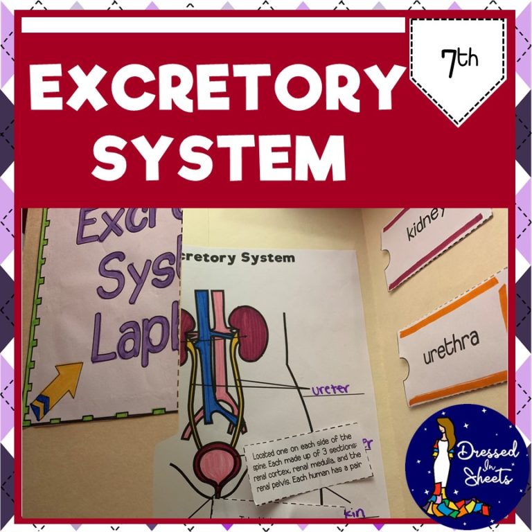 The Excretory System *Worksheets & Lap Book* | Made By Teachers