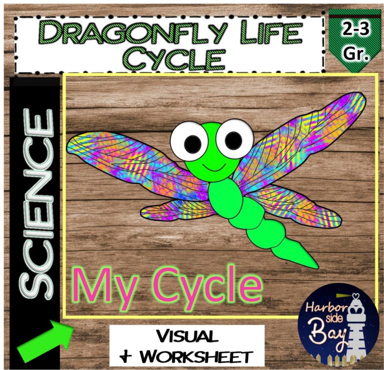 Dragonfly Life Cycle | Made By Teachers