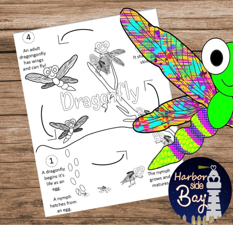 Dragonfly Life Cycle | Made By Teachers