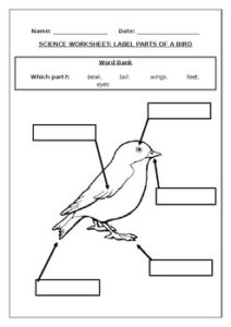 Science worksheets: Label parts of a bird | Made By Teachers