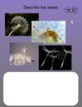 Project Based Learning for GOOGLE Classroom™, Dandelions, Biomimicry ...