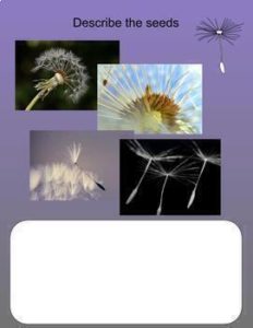 Project Based Learning for GOOGLE Classroom™, Dandelions, Biomimicry ...