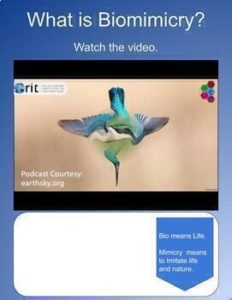 Project Based Learning for GOOGLE Classroom™, Hummingbird, Biomimicry ...