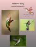 Project Based Learning for GOOGLE Classroom™, Hummingbird, Biomimicry ...