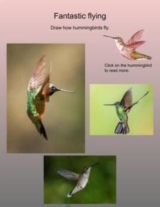 Project Based Learning for GOOGLE Classroom™, Hummingbird, Biomimicry ...