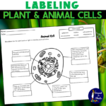 Labeling Plant and Animal Cells - Made By Teachers