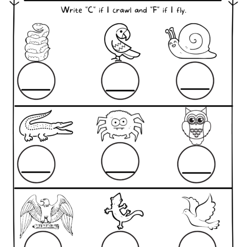 Preschool-Kindergarten Animal Worksheets | Made By Teachers