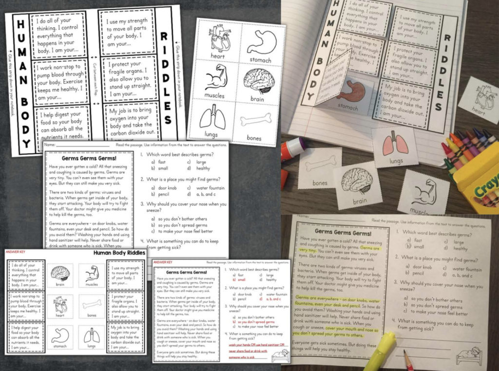 The Human Body Systems Organs for Primary Grades | Made By Teachers