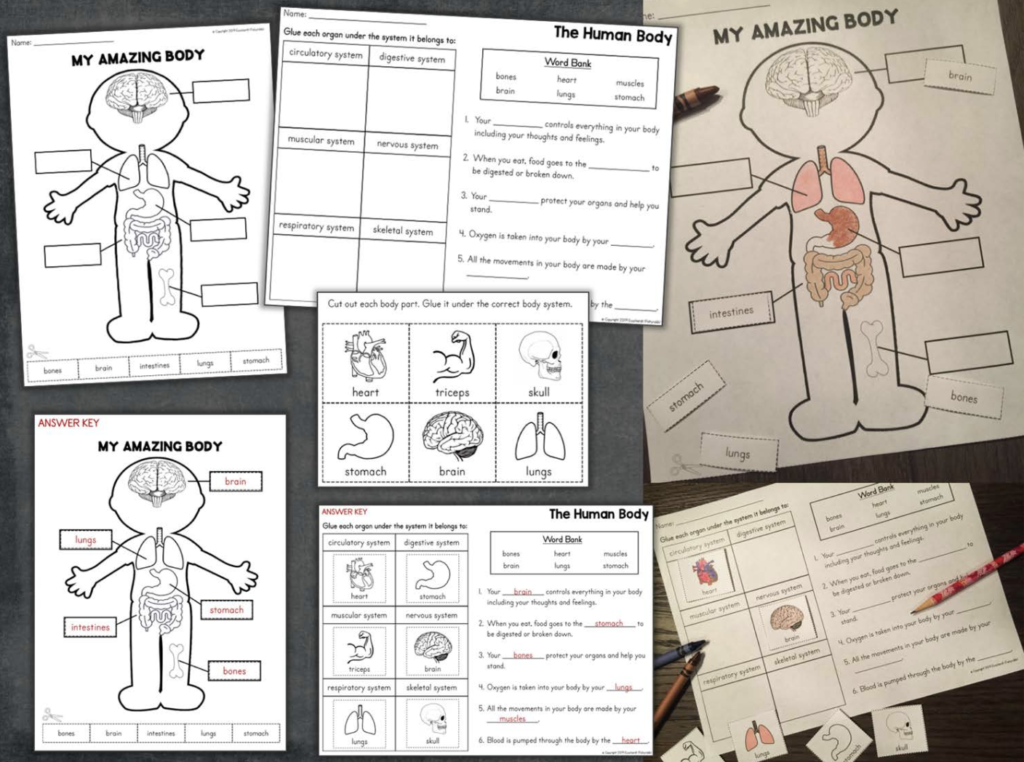 The Human Body Systems Organs for Primary Grades - Made By Teachers