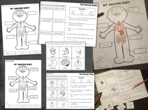 The Human Body Systems Organs for Primary Grades | Made By Teachers