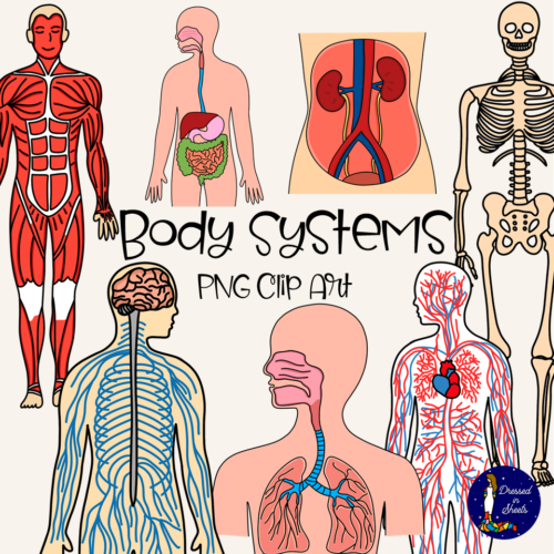 Body Systems Clip Art | Made By Teachers