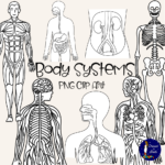 Body Systems Clip Art - Made By Teachers