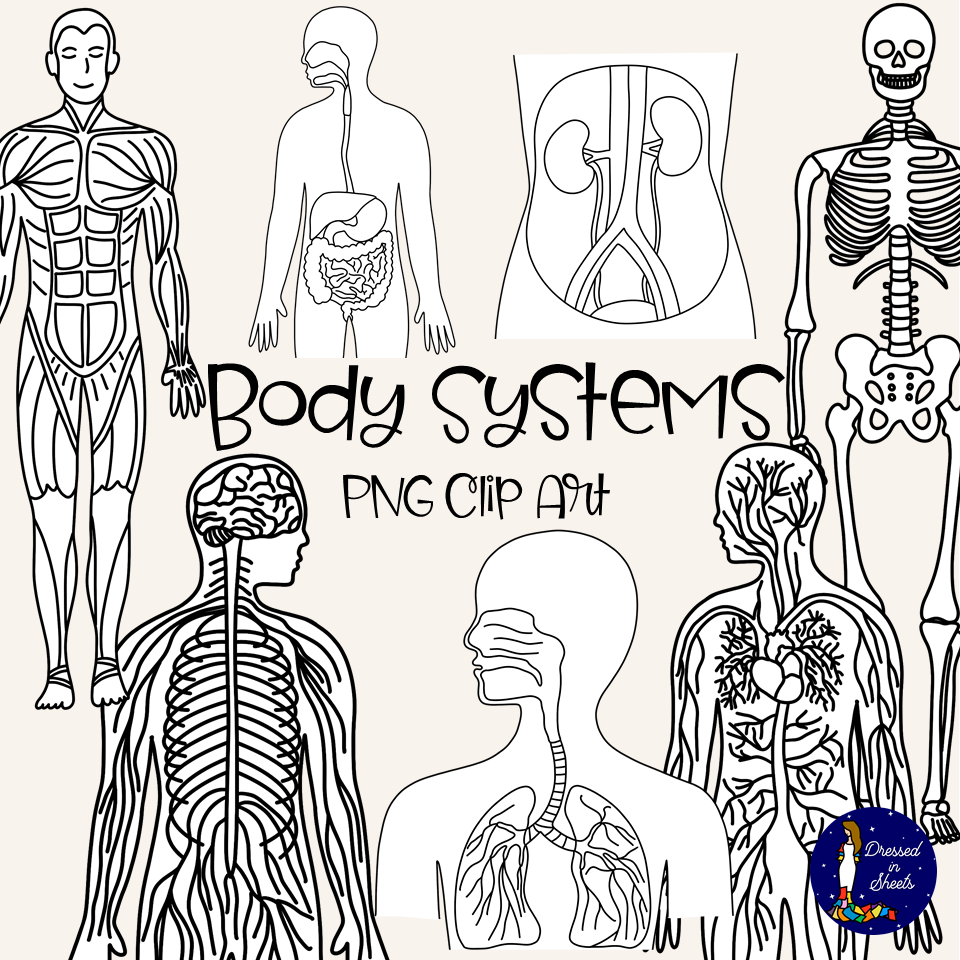 Body Systems Clip Art | Made By Teachers