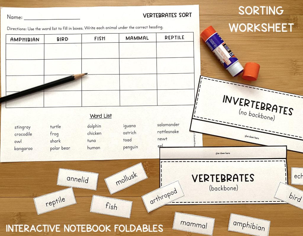Vertebrates & Invertebrates Animal Classification | Made By Teachers
