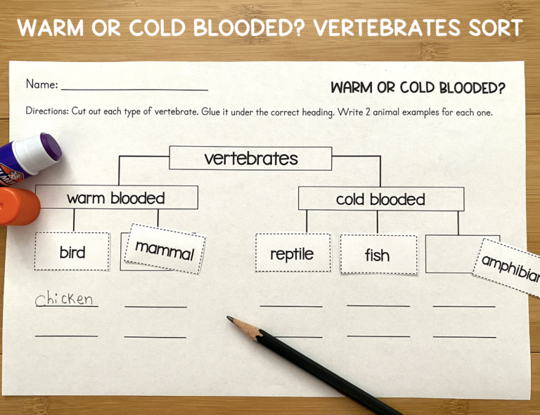 Vertebrates & Invertebrates Animal Classification | Made By Teachers