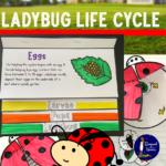 Ladybug Life Cycle | Made By Teachers