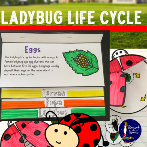 Ladybug Life Cycle | Made By Teachers