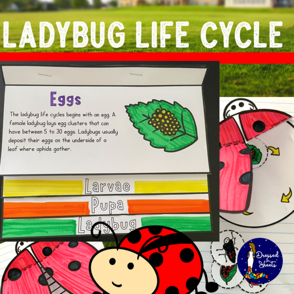 Ladybug Life Cycle | Made By Teachers