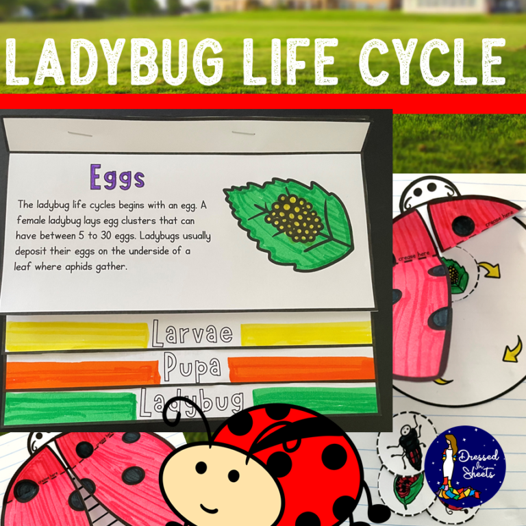 Ladybug Life Cycle | Made By Teachers