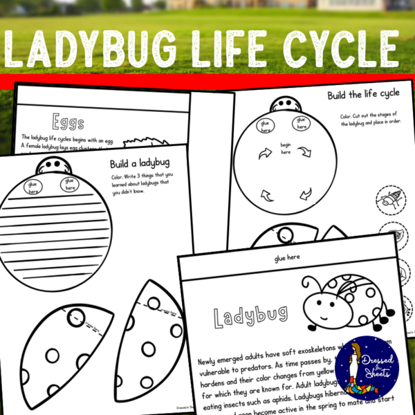 Ladybug Life Cycle | Made By Teachers