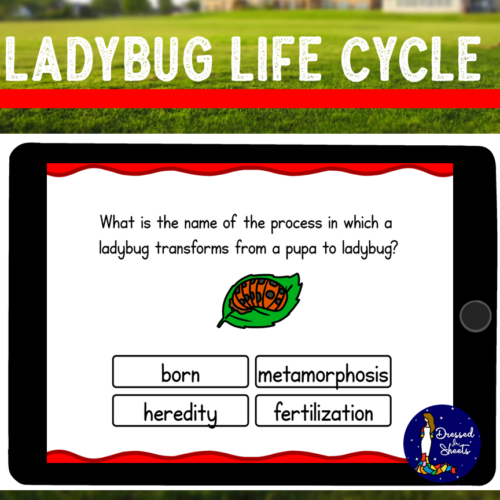 Ladybug Life Cycle | Made By Teachers