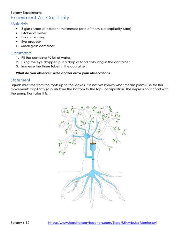 Botany Experiments Plants Set of 21 - Made By Teachers