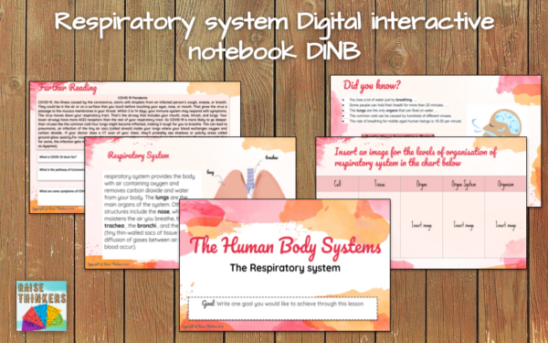 Respiratory body system digital slides | Made By Teachers