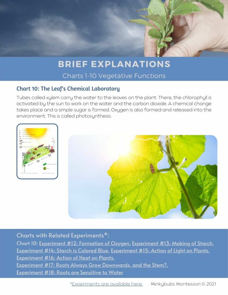 Botany Charts Impressionistic Montessori - Made By Teachers
