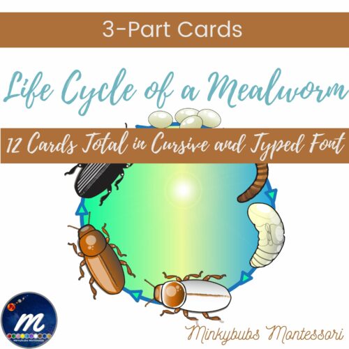 Life Cycle of Mealworm Darkling Beetle 3-Part Card | Made By Teachers