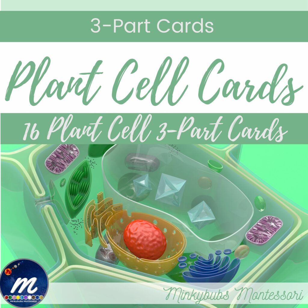 Parts of a Plant Cell 3 Part Cards | Made By Teachers