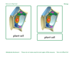 Parts of a Plant Cell 3 Part Cards | Made By Teachers