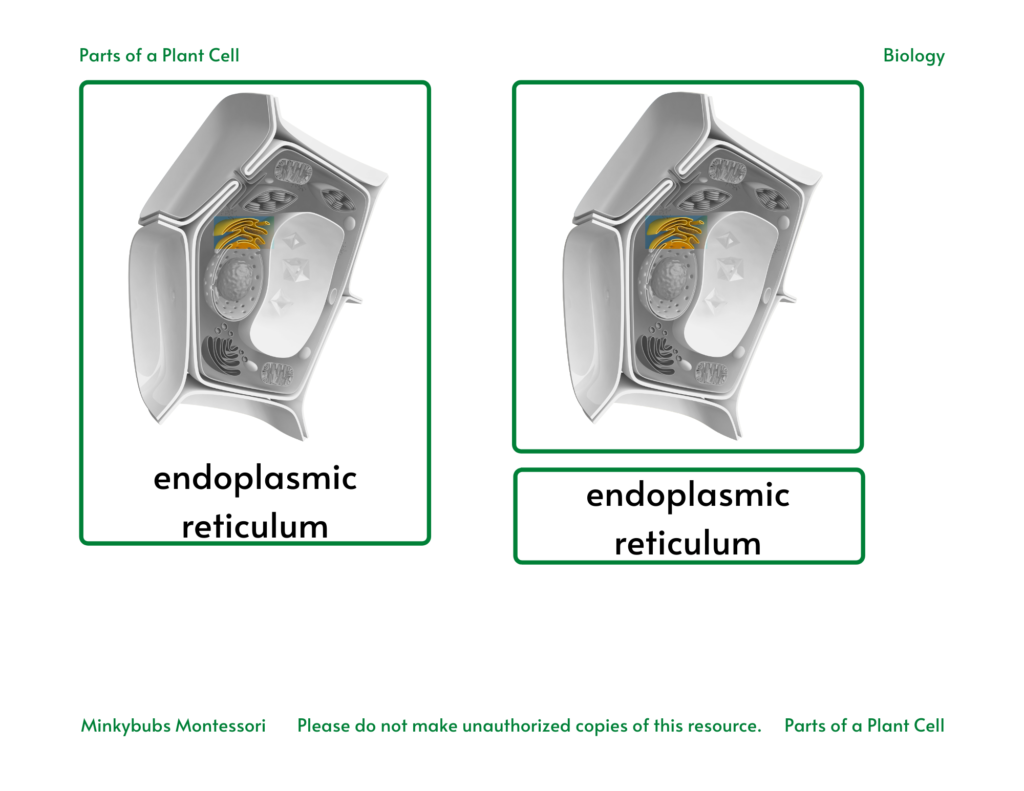 Parts of a Plant Cell 3 Part Cards | Made By Teachers