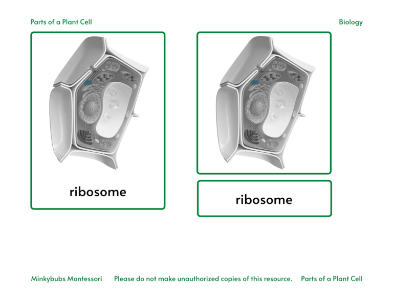 Parts of a Plant Cell 3 Part Cards | Made By Teachers