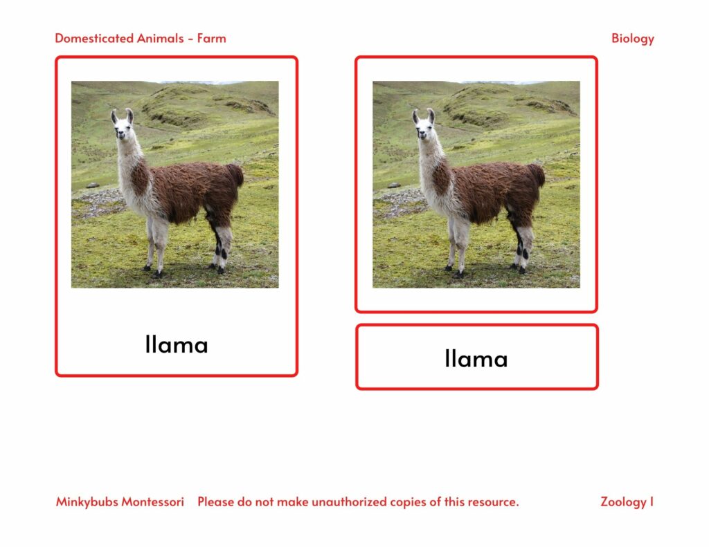 Farm Animal 3 Part Cards - Made By Teachers