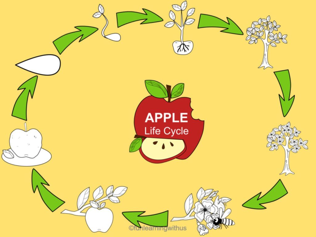 Fall Busy Book for Preschool - Kindergarten|Seasons - Made By Teachers