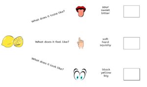 ADJECTIVES FOR FRUITS AND VEGETABLES THROUGH SENSE | Made By Teachers