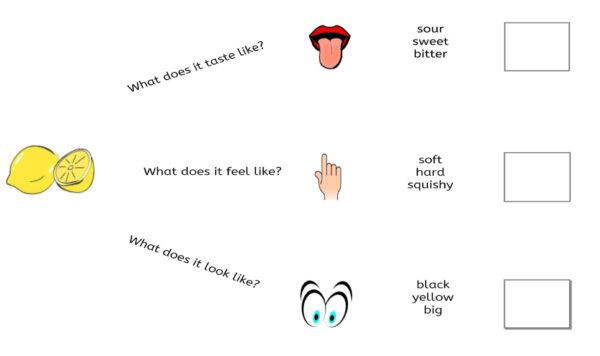 ADJECTIVES FOR FRUITS AND VEGETABLES THROUGH SENSE | Made By Teachers