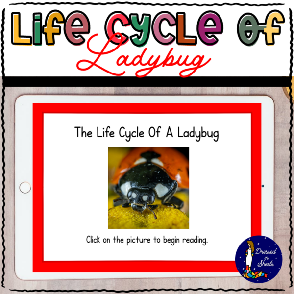 The Life Cycle of a Ladybug - Made By Teachers