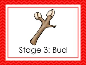 8 Apple Life Cycle Printable Posters Anchor Charts - Made By Teachers